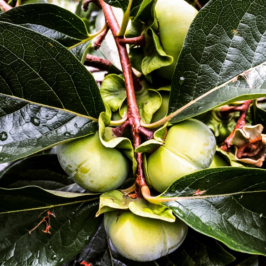 Permaculture and Native Plants | Shades of Green Blog