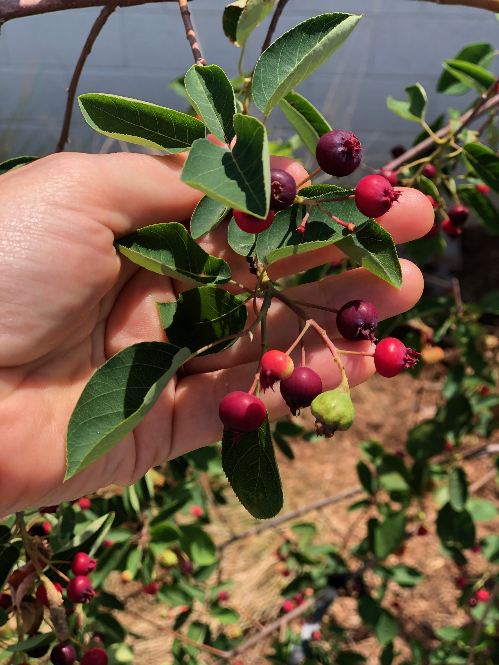 In Celebration of Serviceberry | Shades of Green Blog