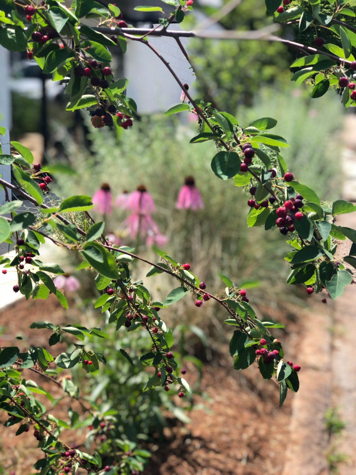 In Celebration of Serviceberry | Shades of Green Blog