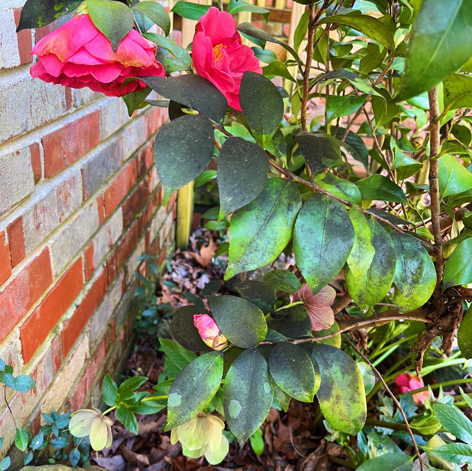 Springtime Disease and Pest Prevention | Shades of Green Blog