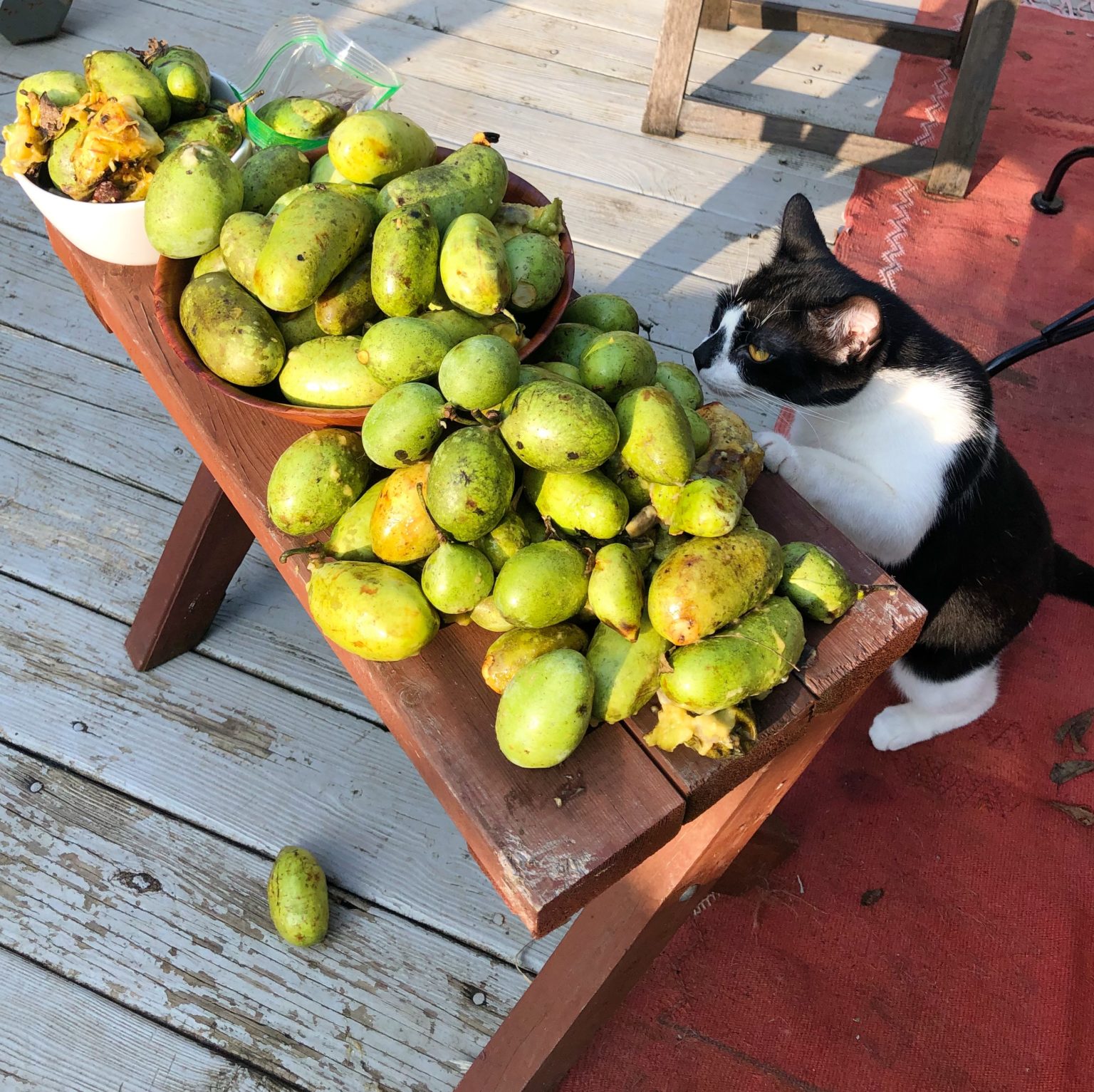How to Grow Pawpaws From Seed | Shades of Green Blog