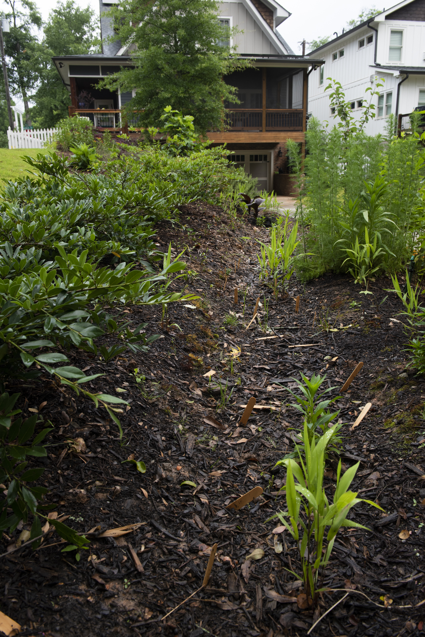 Rewilding a Landscape: How Native Plants and Water Management Brought ...