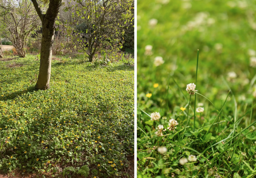 Transforming A Monoculture Lawn into an Abundant Landscape | Shades of ...